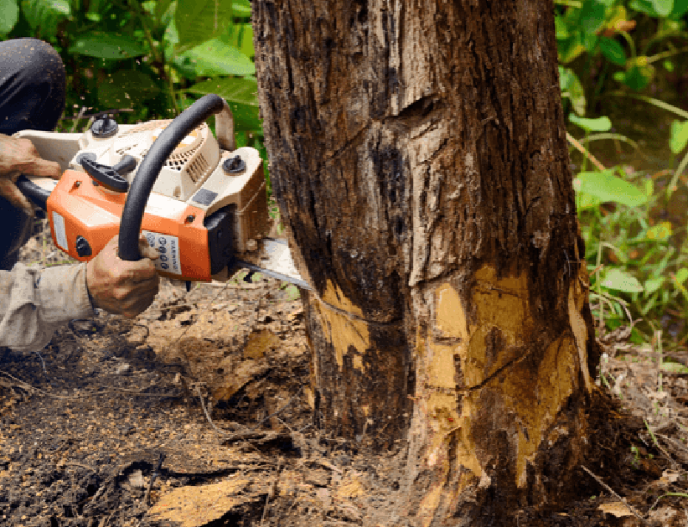 Common Cedar Tree Diseases | Tree Care
