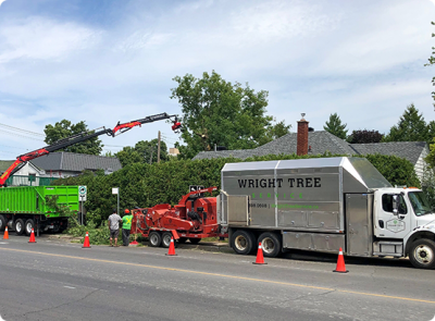 Ottawa Tree Removal & Pruning Services | Wright Tree Service