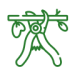 Ottawa Tree Removal & Pruning Services | Wright Tree Service