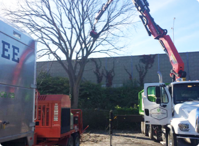 Tree Removal Services in Ottawa | Wright Tree Service