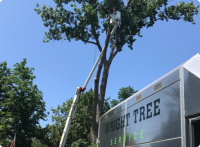 Ottawa Tree Removal & Pruning Services | Wright Tree Service