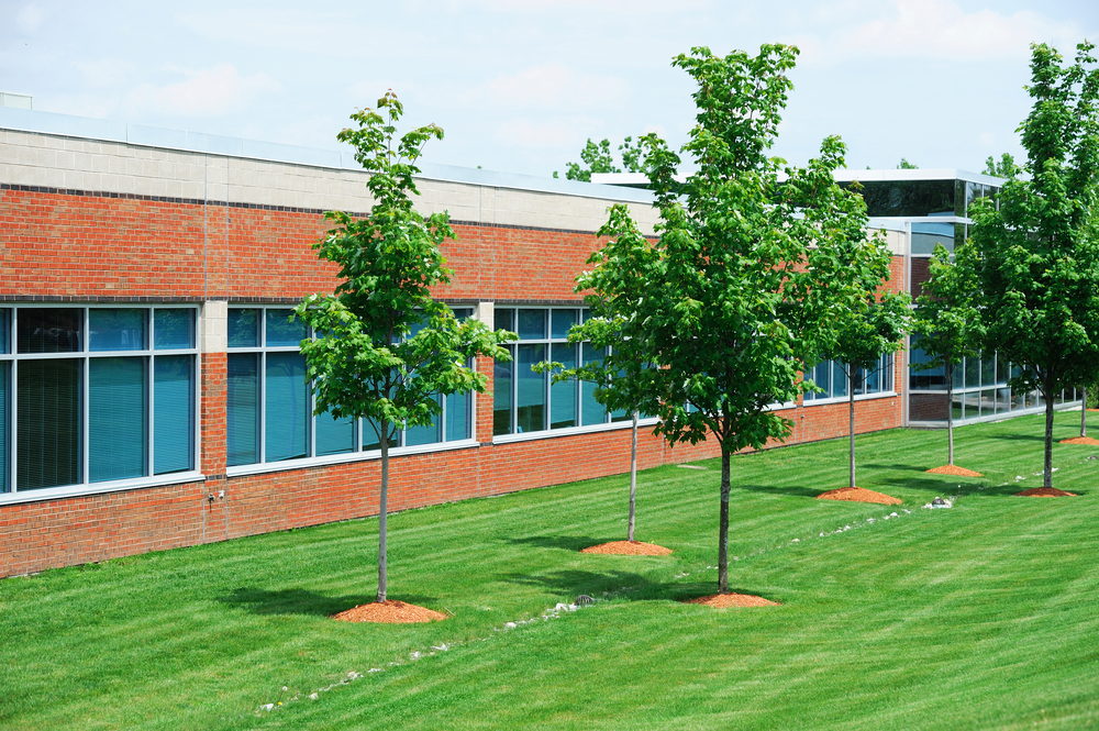 The Importance of Commercial Tree Services | Wright Tree Service