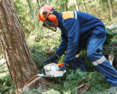 City Of Ottawa Tree Protection By-Law | Wright Tree Service
